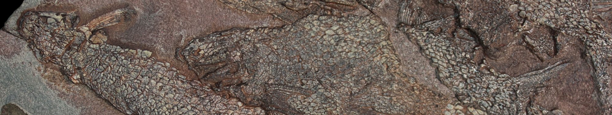 Sarah Z. Gibson – Paleontologist, Geologist, Ichthyologist, and Educator