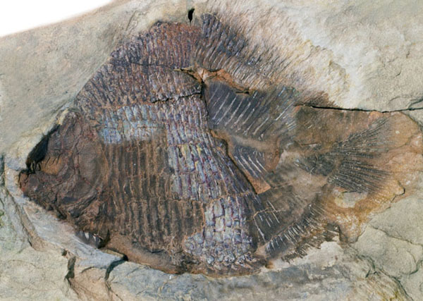 New Paper: Evolution of multicuspid teeth in a Triassic fish from Utah ...