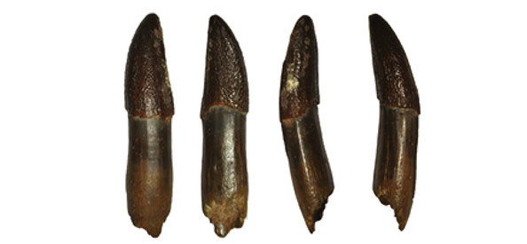 Munching and Migrating Megabeasts: Sauropod teeth illuminate migration ...